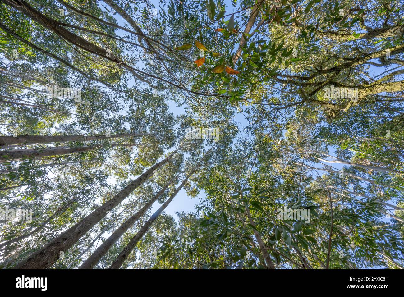 Bottom-up point of view of tall wild pine trees Stock Photo - Alamy