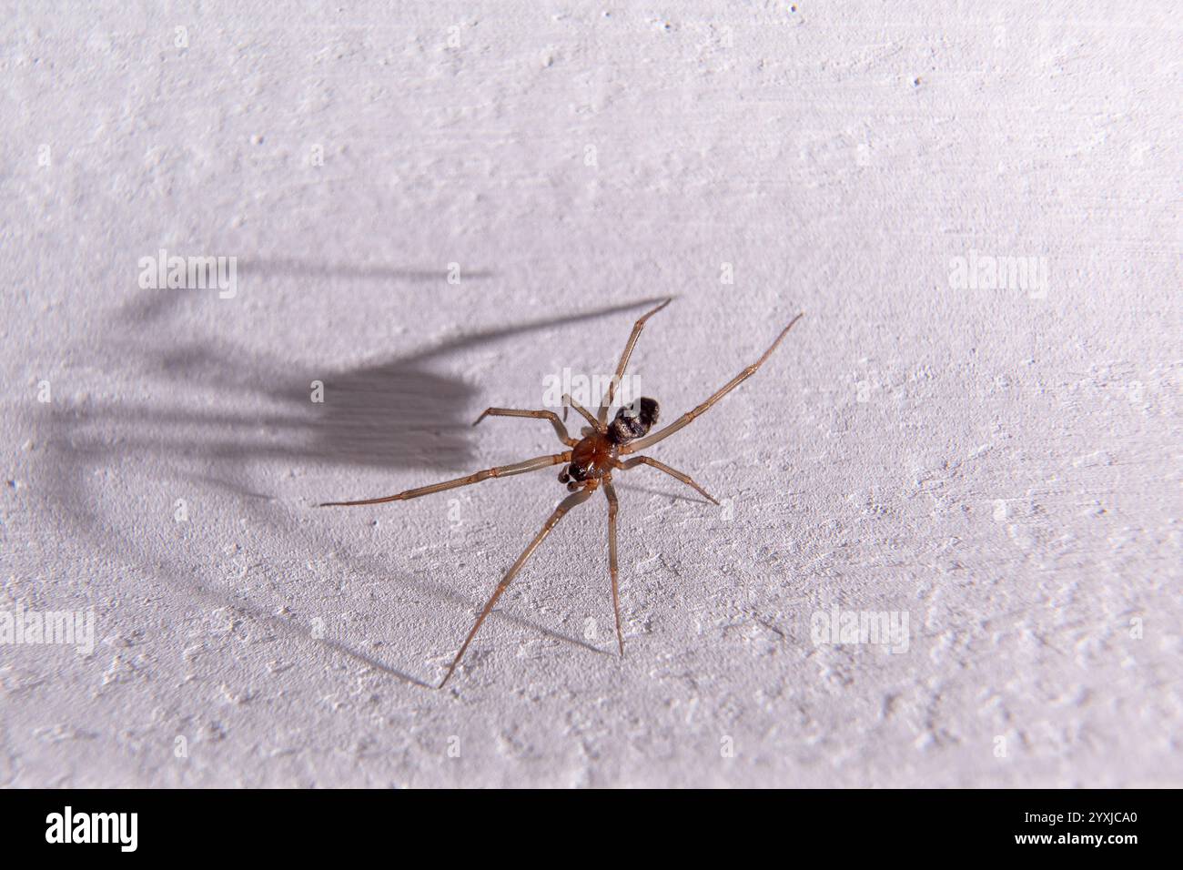 Spider on top of white surface with shadow projection on the left side ...