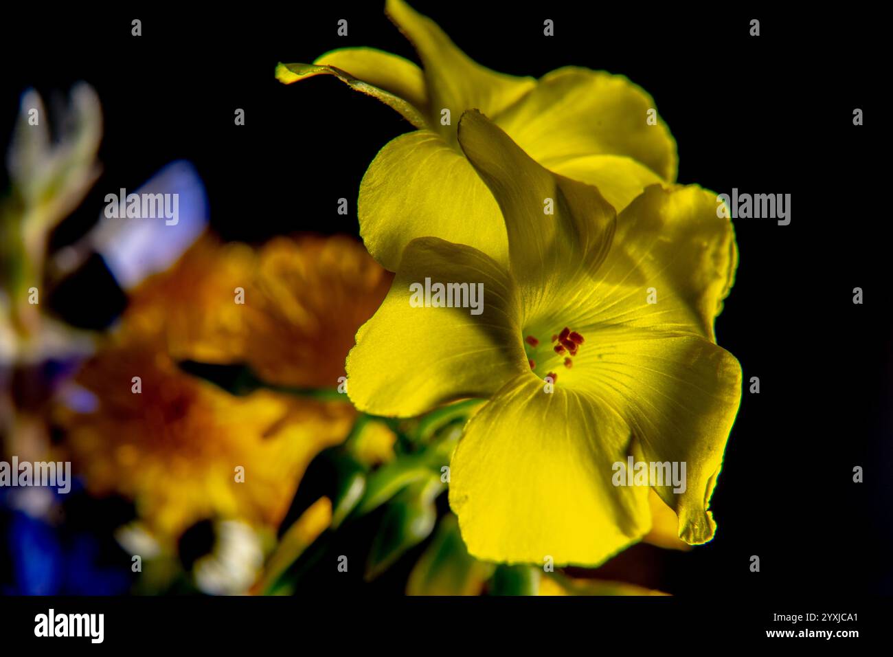 Yellow flower of sour plant under background of various flowers Stock ...