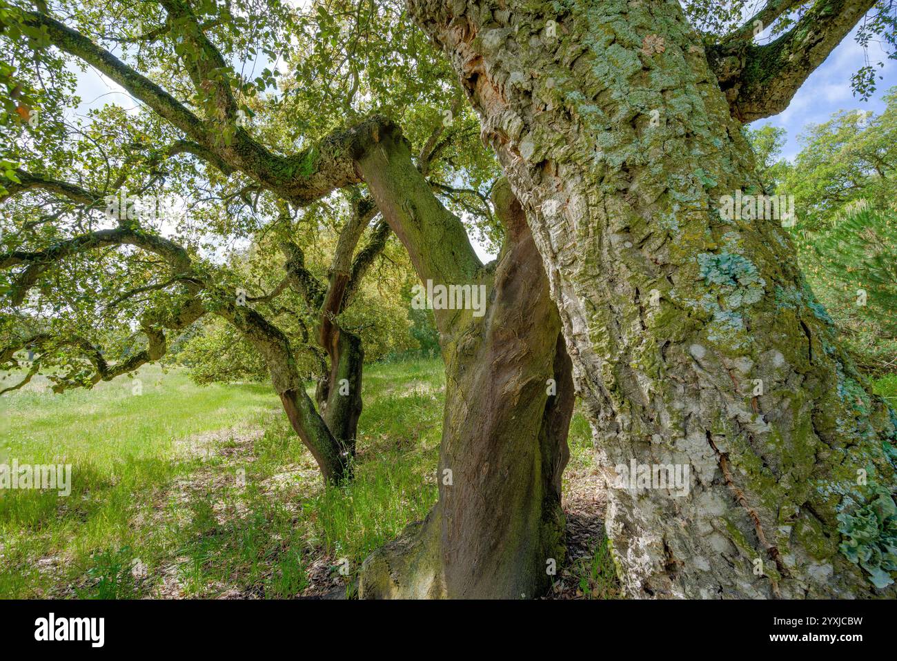 Tree trunks in perspective from right to left Stock Photo - Alamy