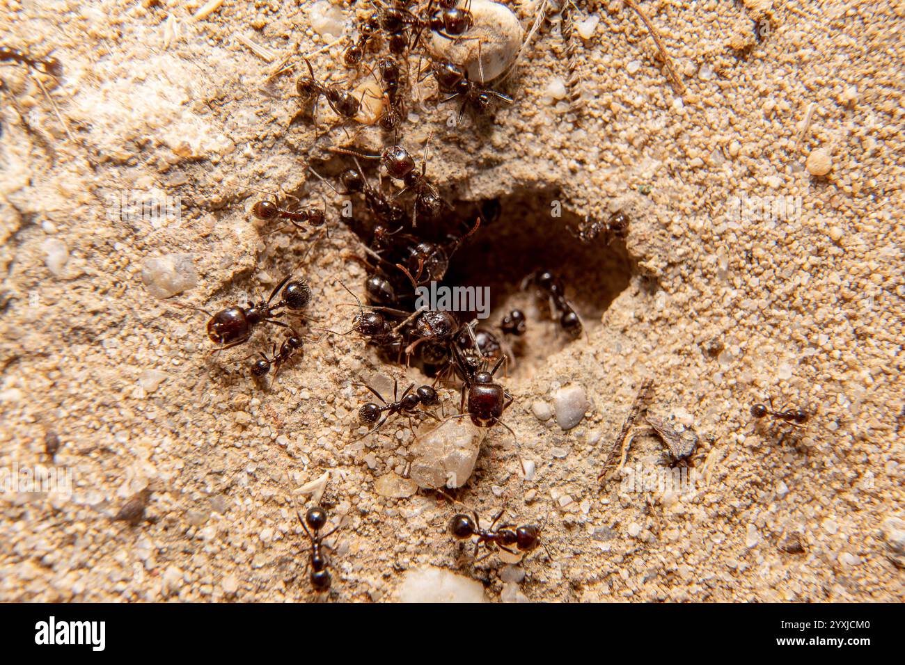 Hole in the sand of an anthill with several ants Stock Photo - Alamy