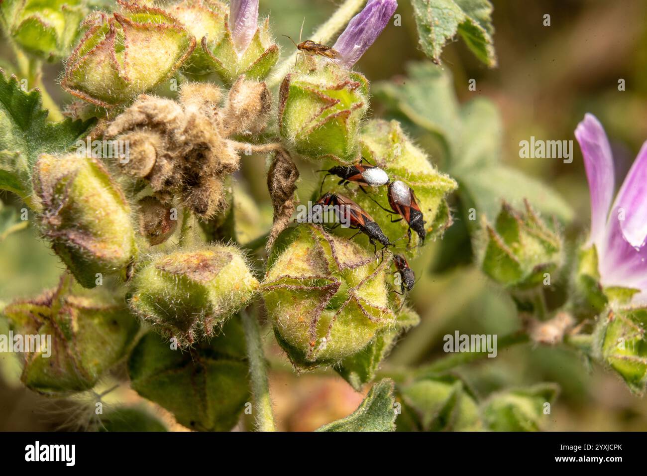 Two small elongated beetles, red and black Stock Photo - Alamy