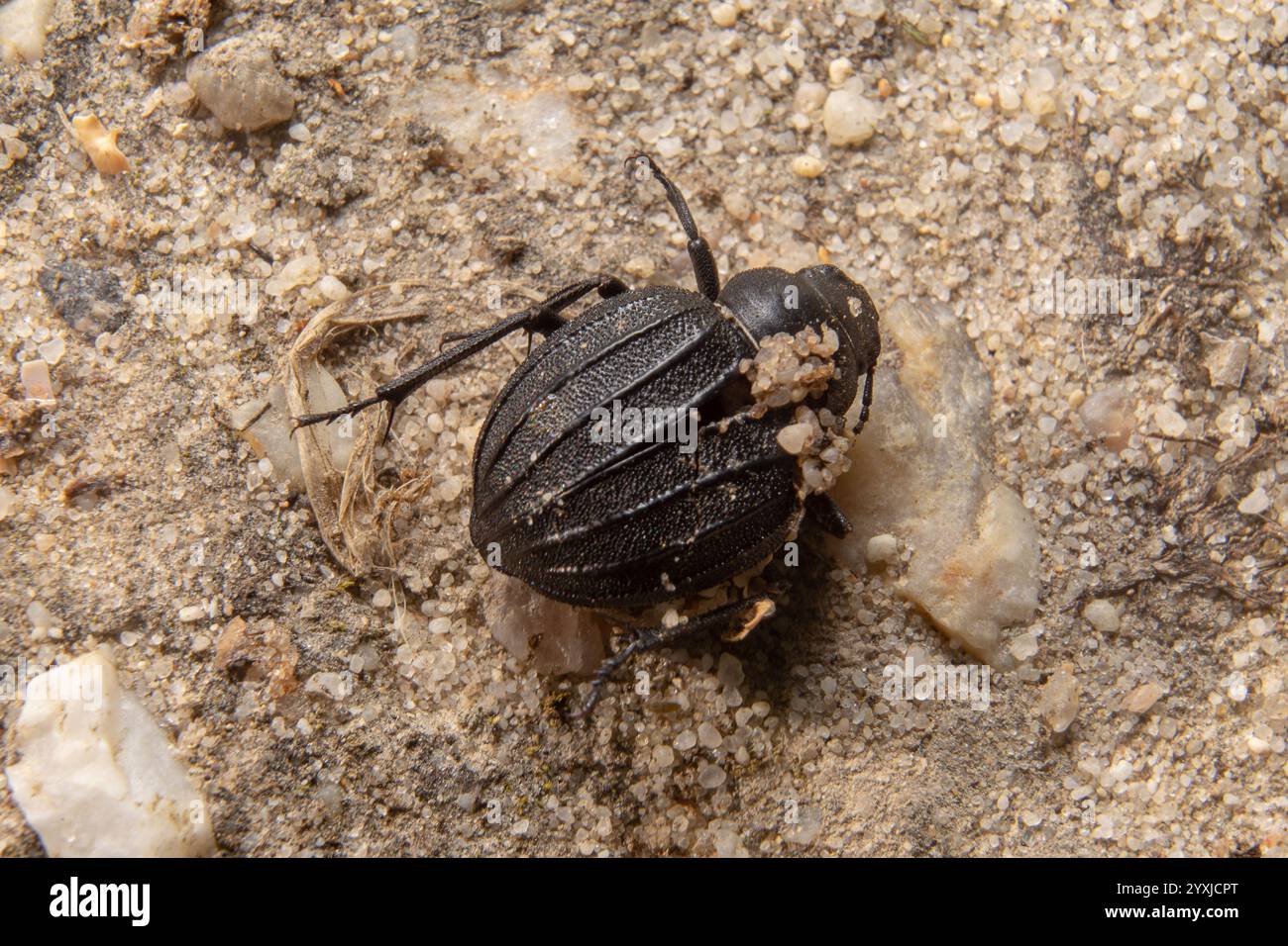 Black round beetle with a portion of sand on the back Stock Photo - Alamy
