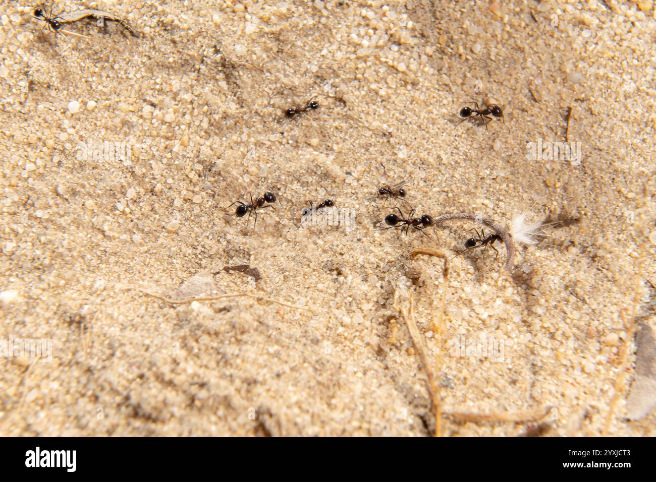 Light-colored sand from an anthill with several ants Stock Photo - Alamy