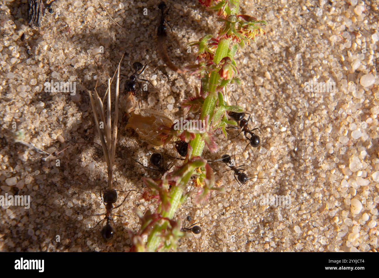 Light-colored sand from an anthill with several ants Stock Photo - Alamy