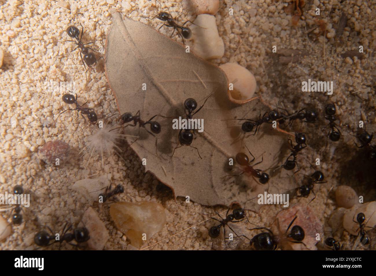 Light-colored sand from an anthill with several ants Stock Photo - Alamy