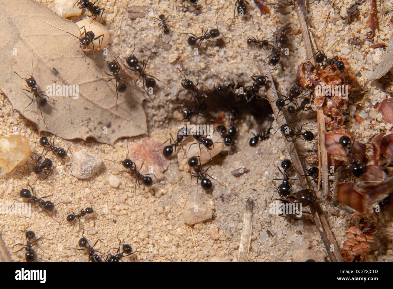 Light-colored sand from an anthill with several ants Stock Photo - Alamy