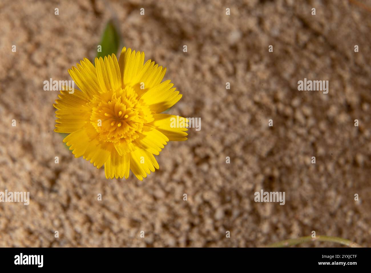 Yellow flower on the left side seen from above under a dssfocused ...