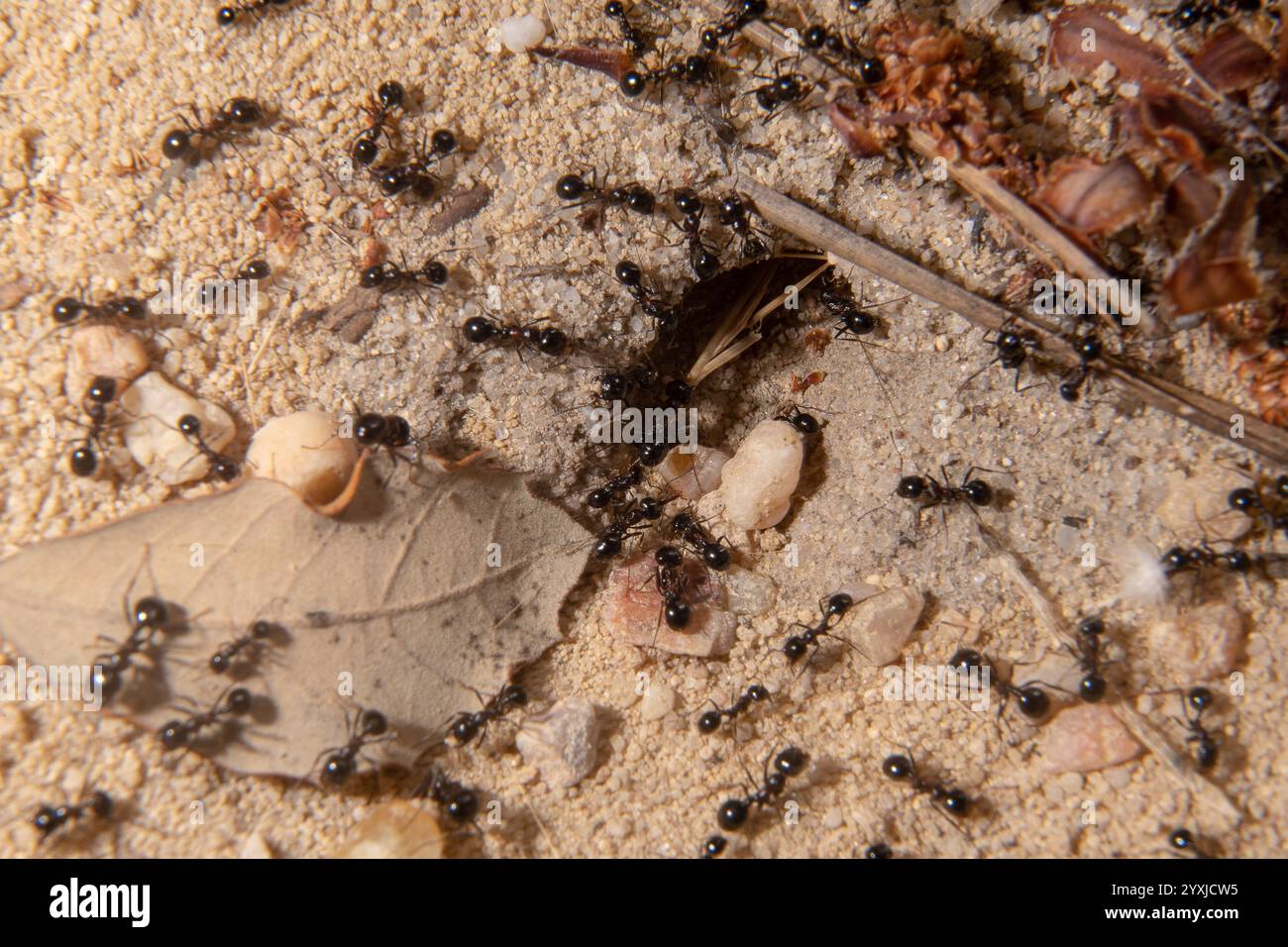 Light-colored sand from an anthill with several ants Stock Photo - Alamy
