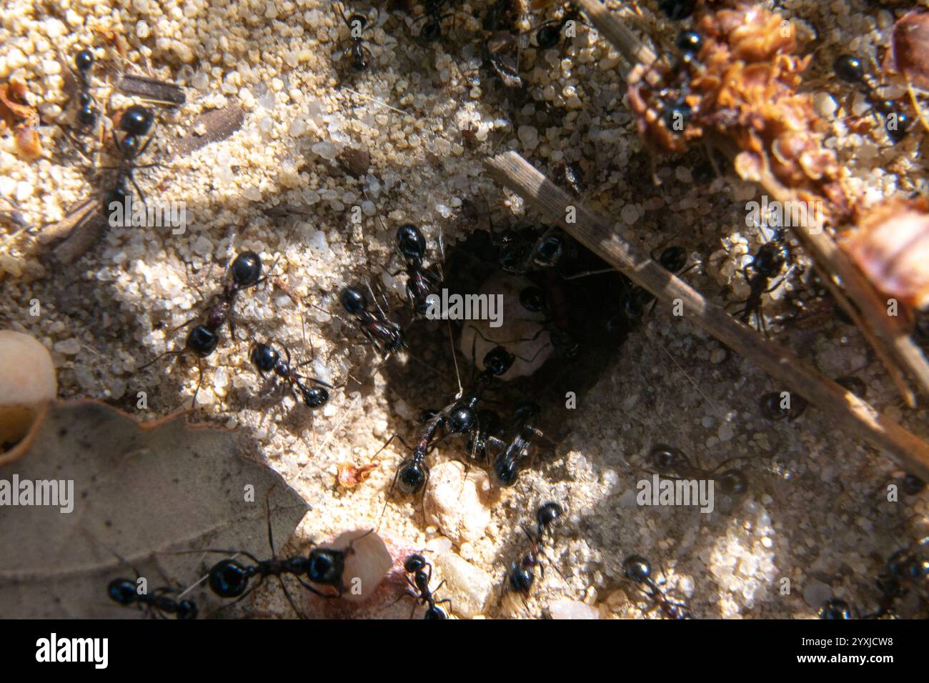Light-colored sand from an anthill with several ants Stock Photo - Alamy