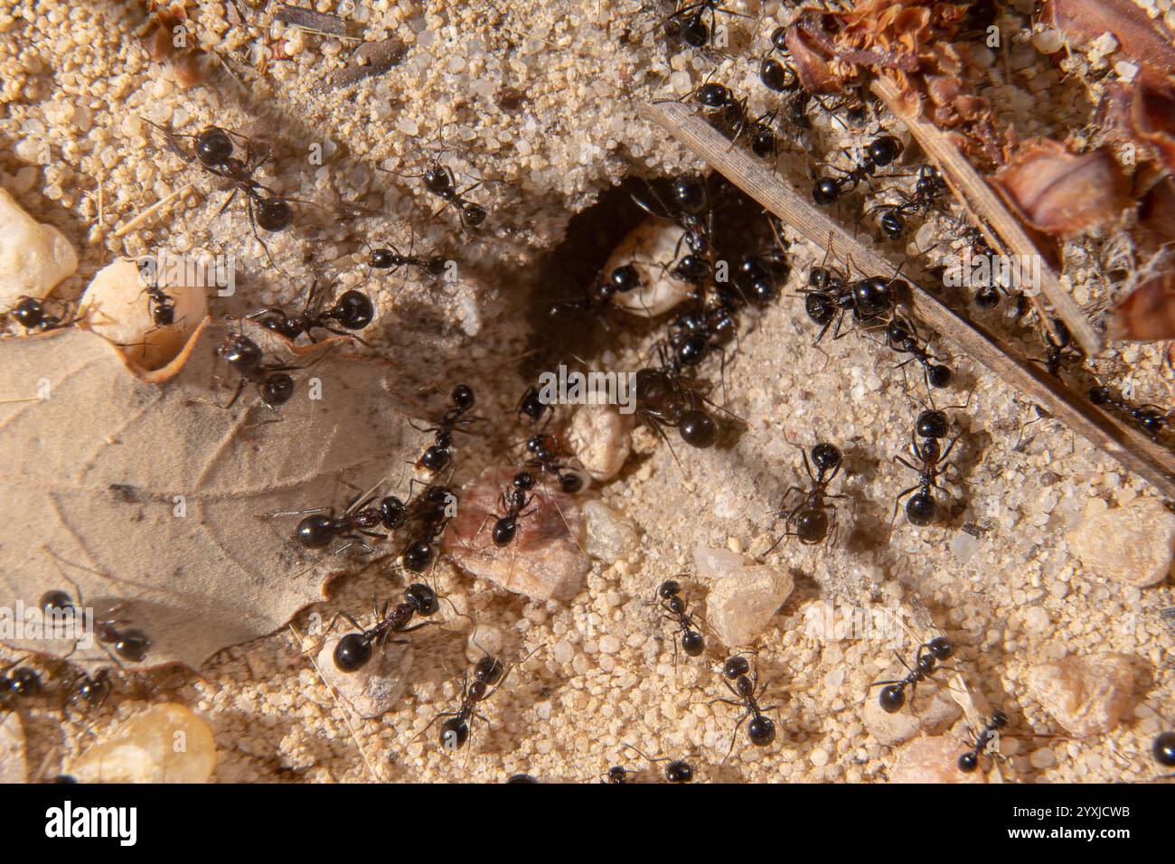 Light-colored sand from an anthill with several ants Stock Photo - Alamy
