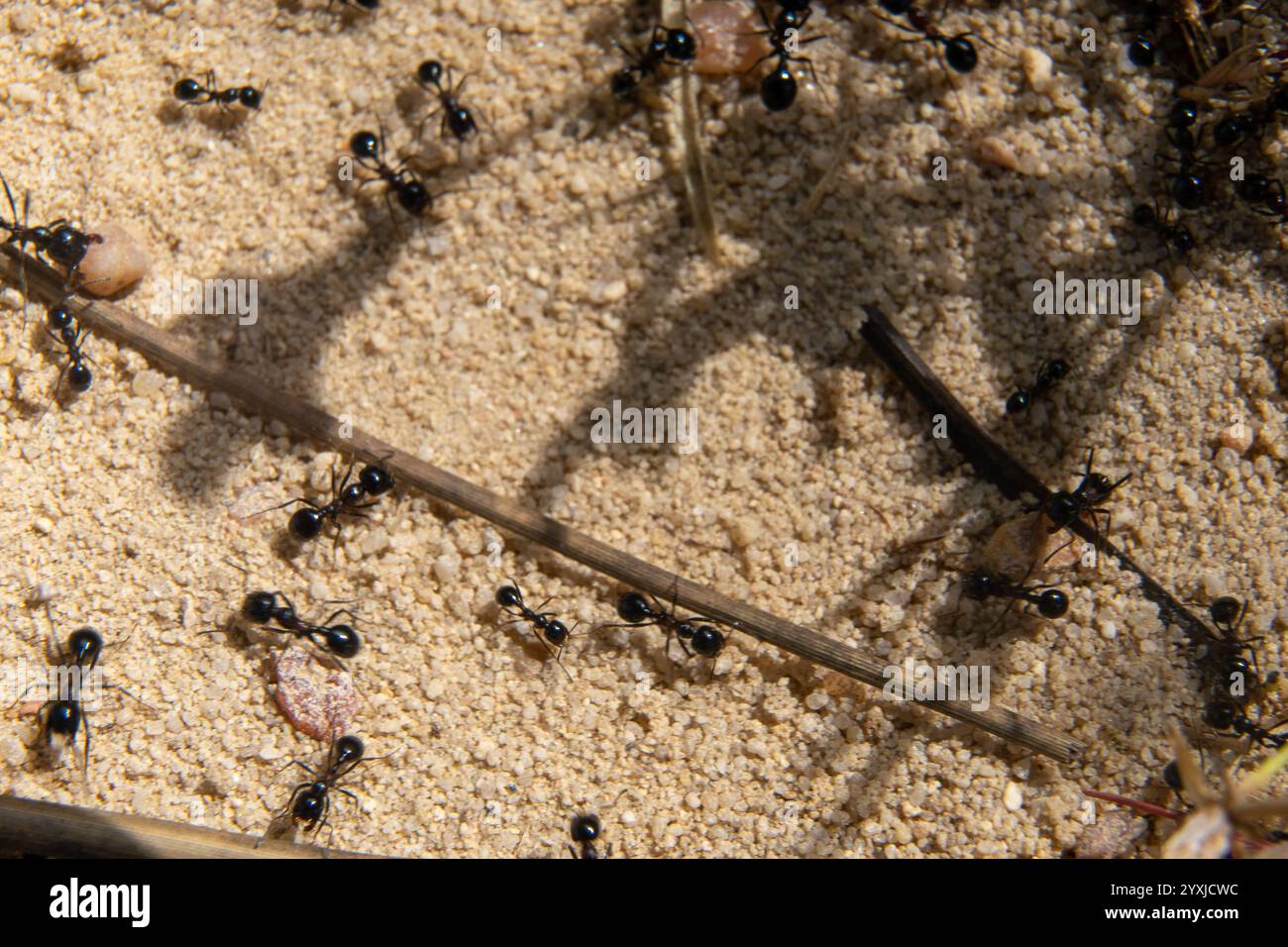 Light-colored sand from an anthill with several ants Stock Photo - Alamy