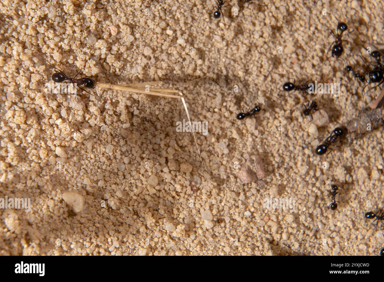 Light-colored sand from an anthill with several ants Stock Photo - Alamy
