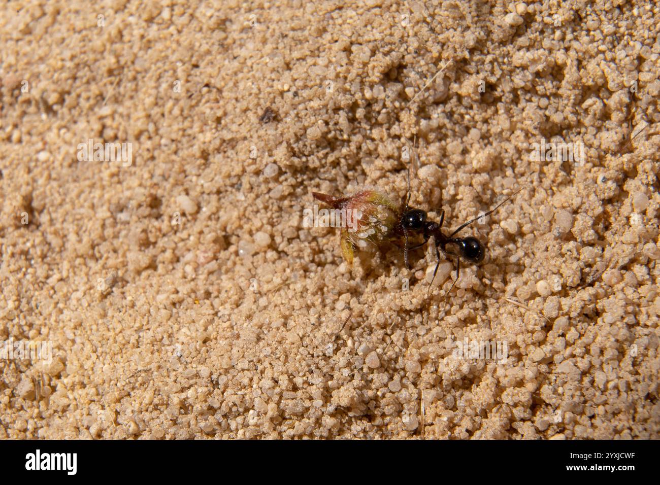 Light-colored sand from an anthill with several ants Stock Photo - Alamy