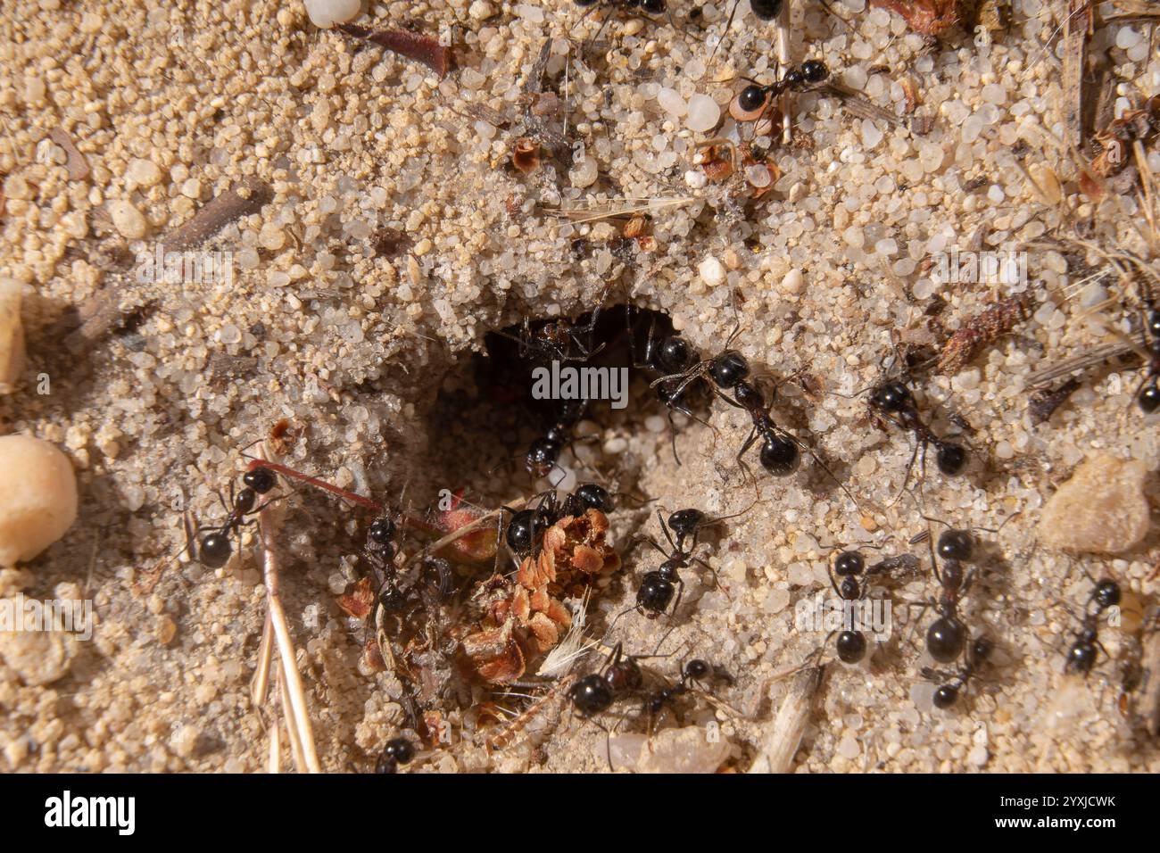 Light-colored sand from an anthill with several ants Stock Photo - Alamy