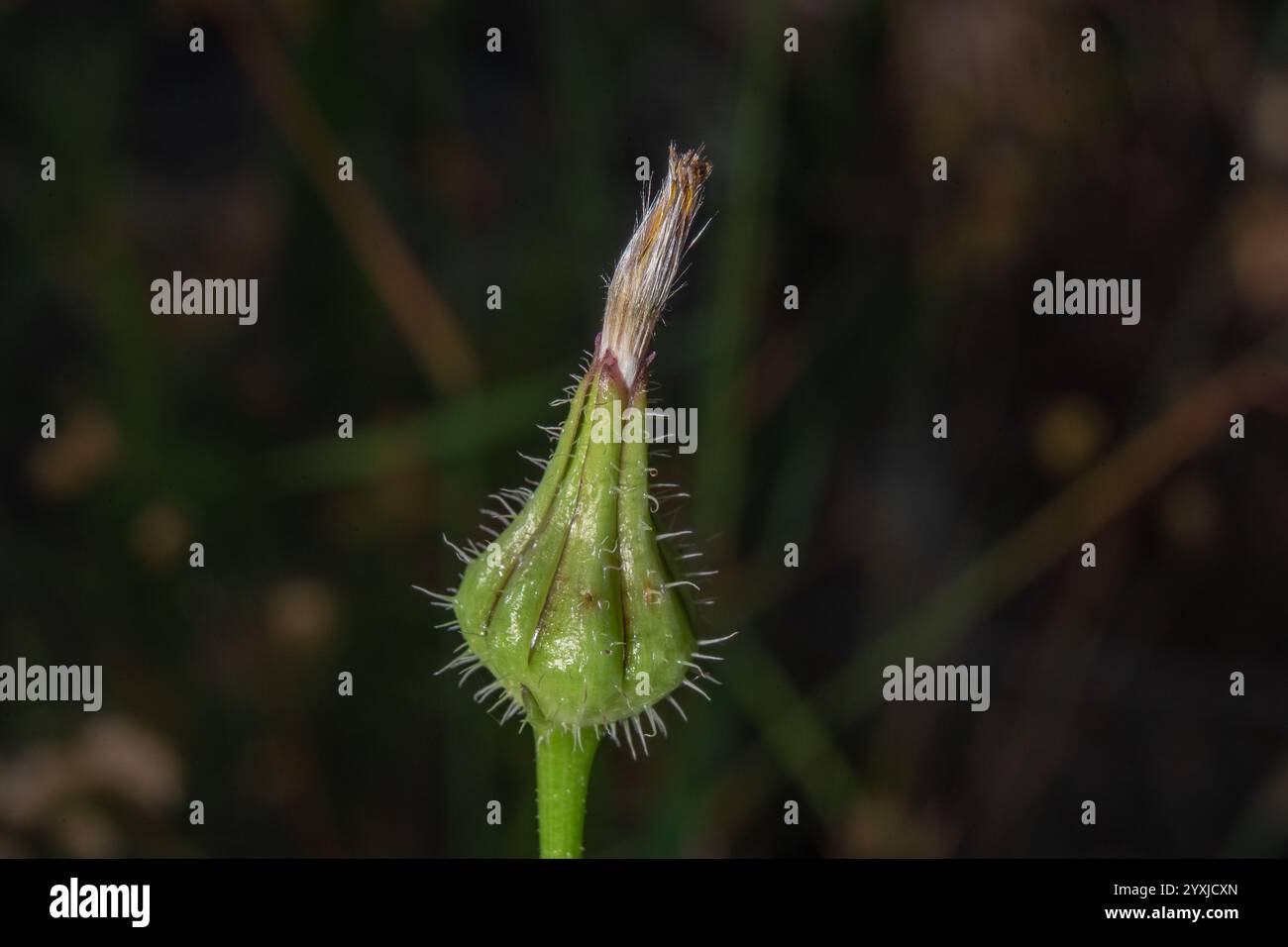 Crepis sancta flower plant, closed bulb in formation phase Stock Photo ...