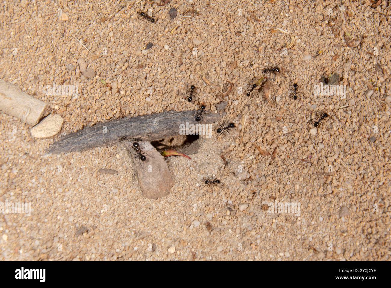 Hole in the sand of an anthill with several ants Stock Photo - Alamy
