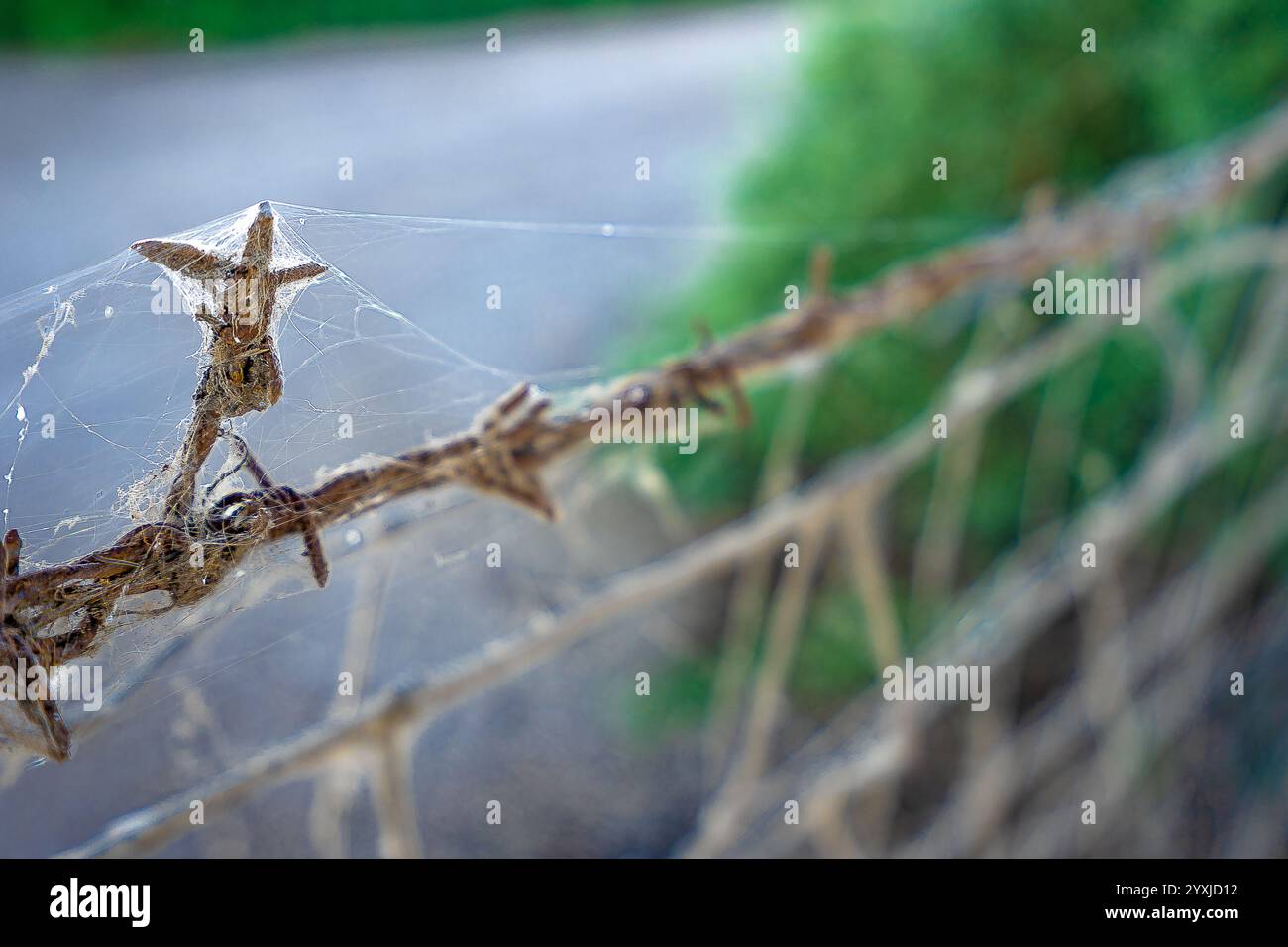 Barbed wire covered with spider web with more visibility on the left ...
