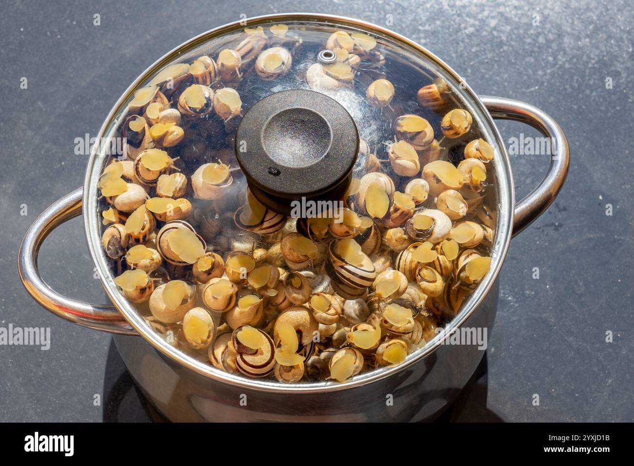 Snails ready to be cooked in a pan seen through a transparent glass lid ...