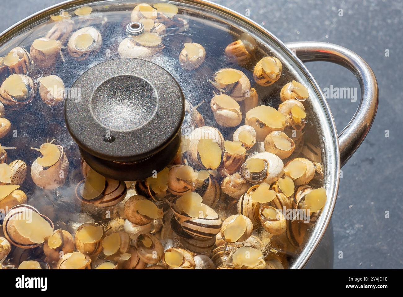 Snails ready to be cooked in a pan seen through a transparent glass lid ...