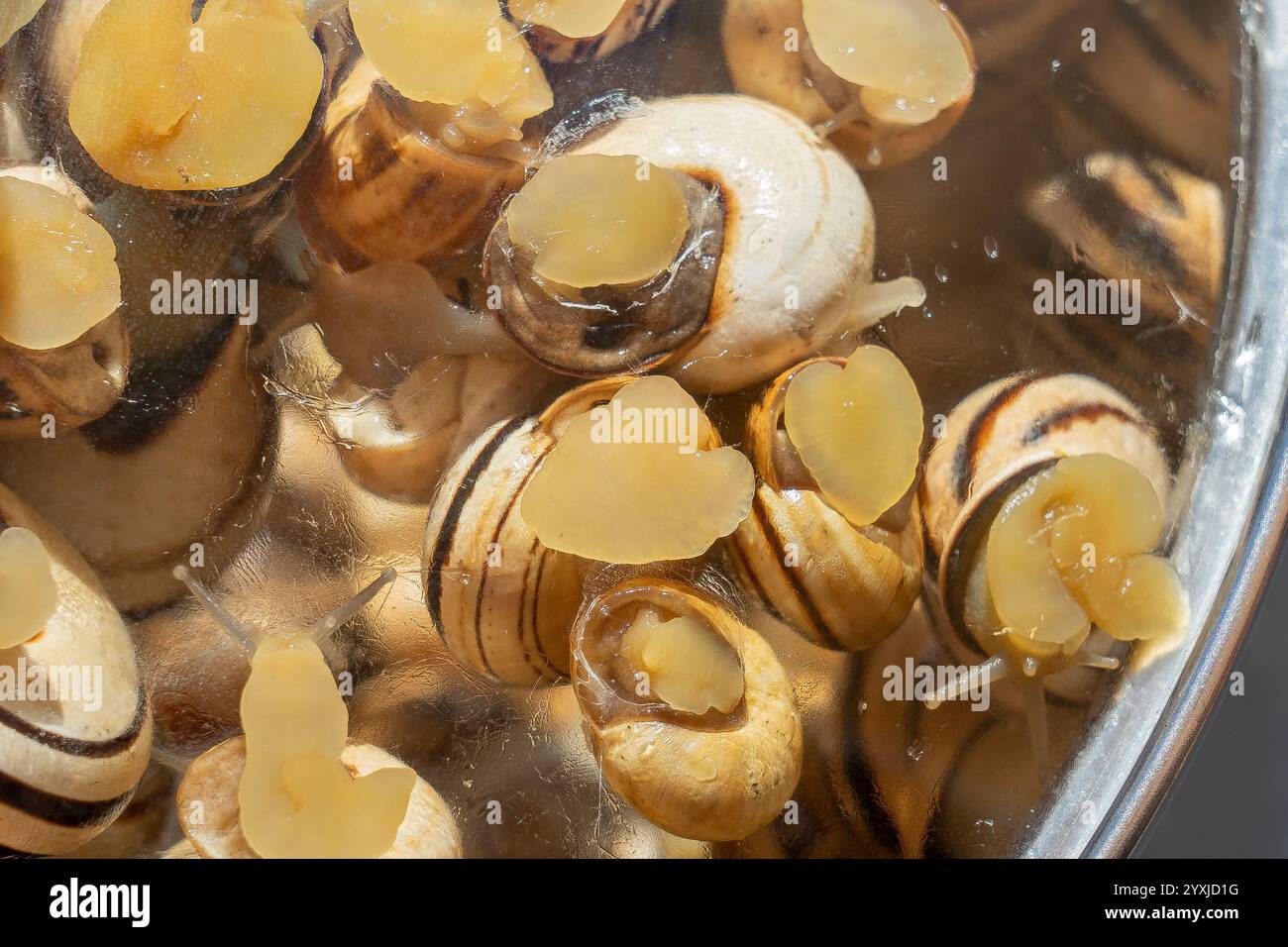 Snails ready to be cooked in a pan seen through a transparent glass lid ...