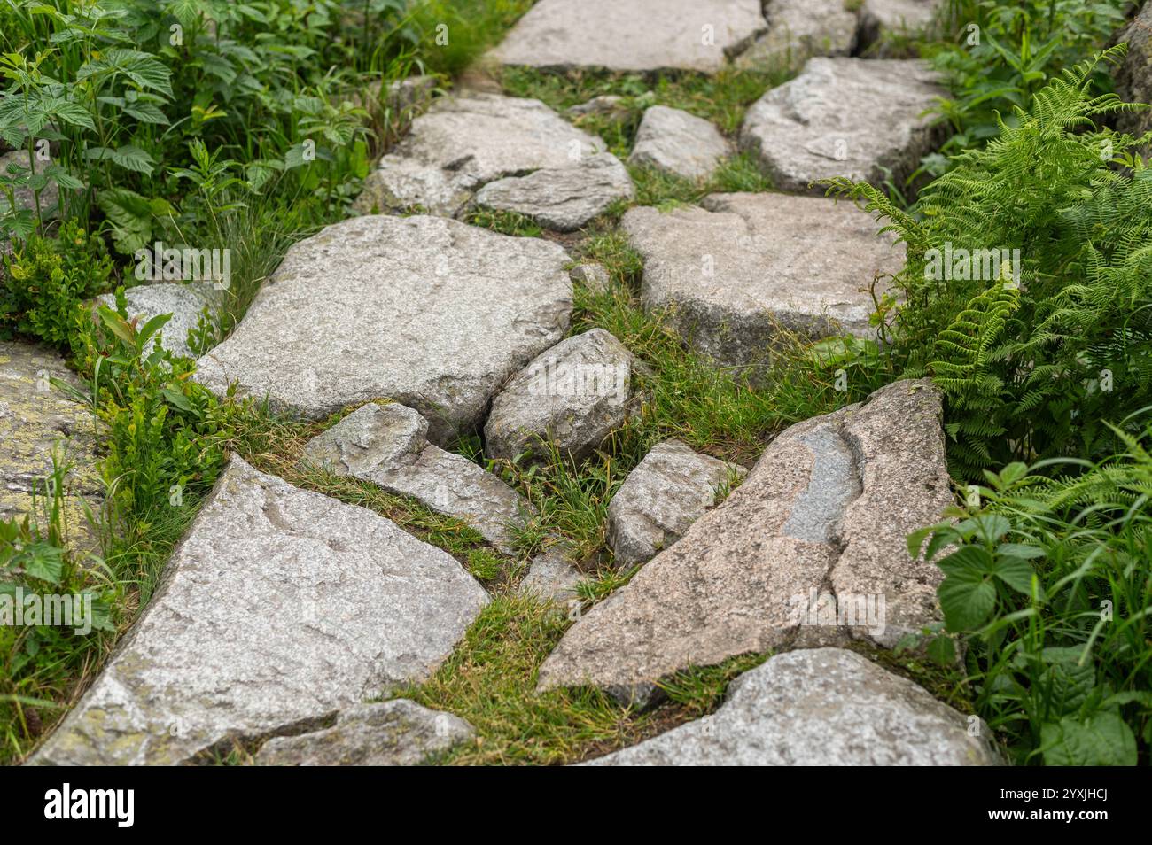 the road is paved with huge stones between which green grass grows ...