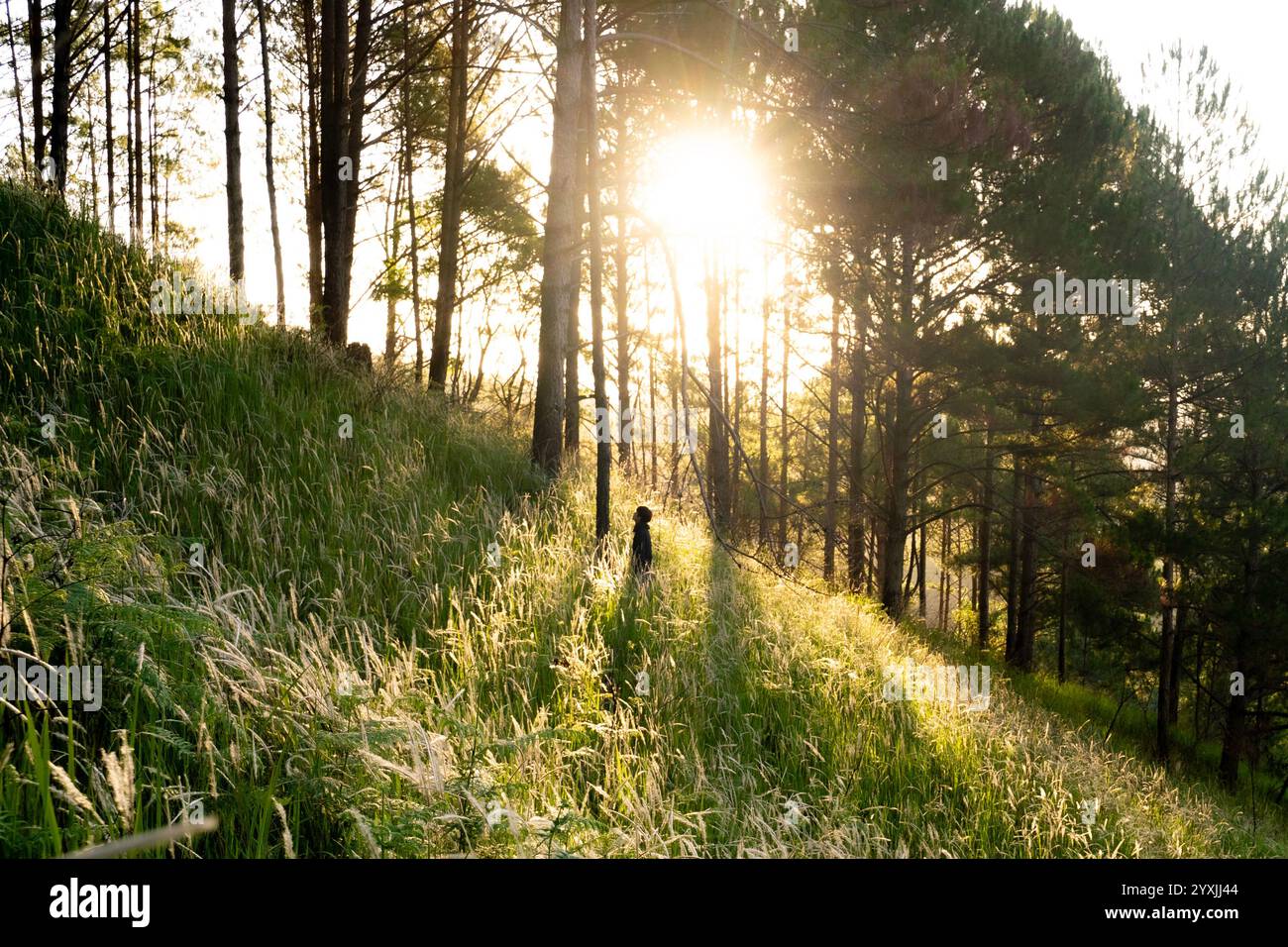 Men in nature hi-res stock photography and images - Alamy