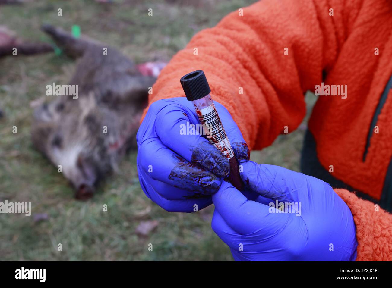 Harzgerode, Germany. 13th Dec, 2024. A blood sample for testing for ...