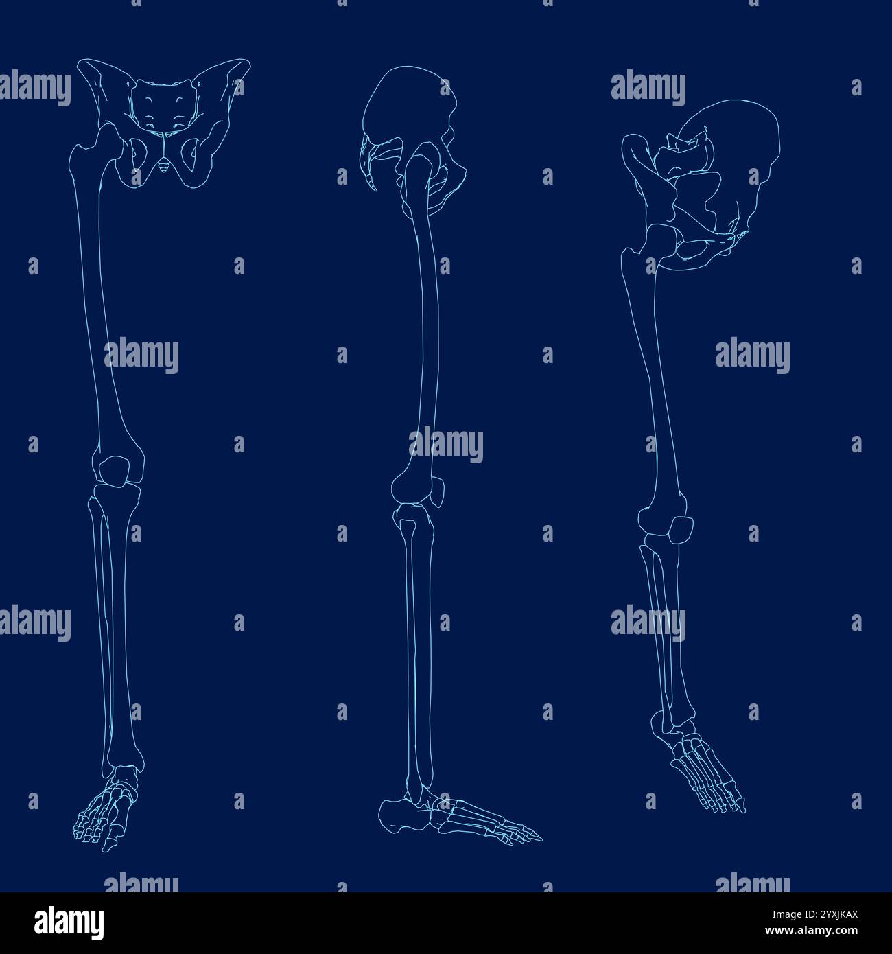 3d illustration pelvis part Stock Vector Images - Alamy