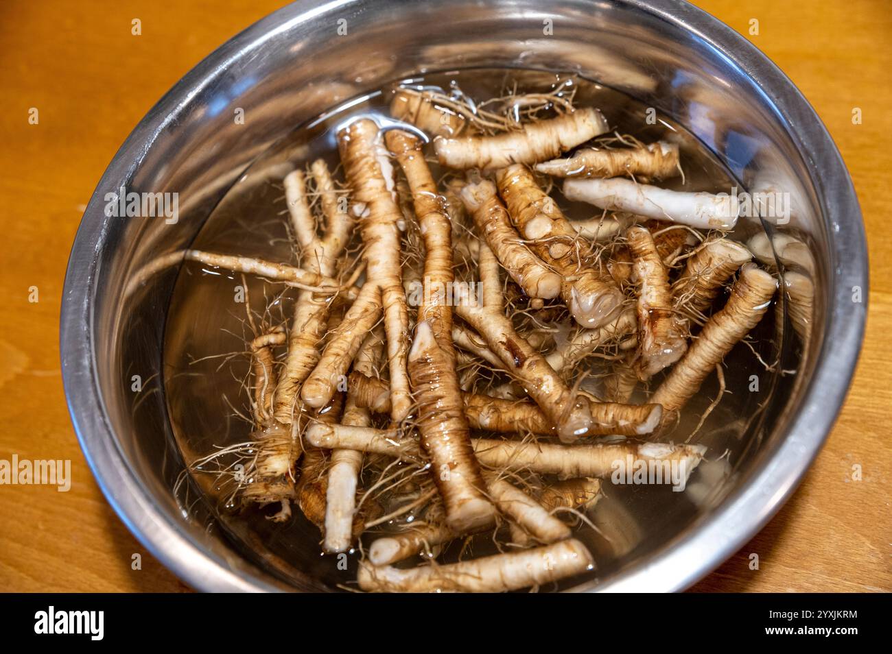 Fresh Taraxacum officinale, the dandelion or common dandelion roots ...