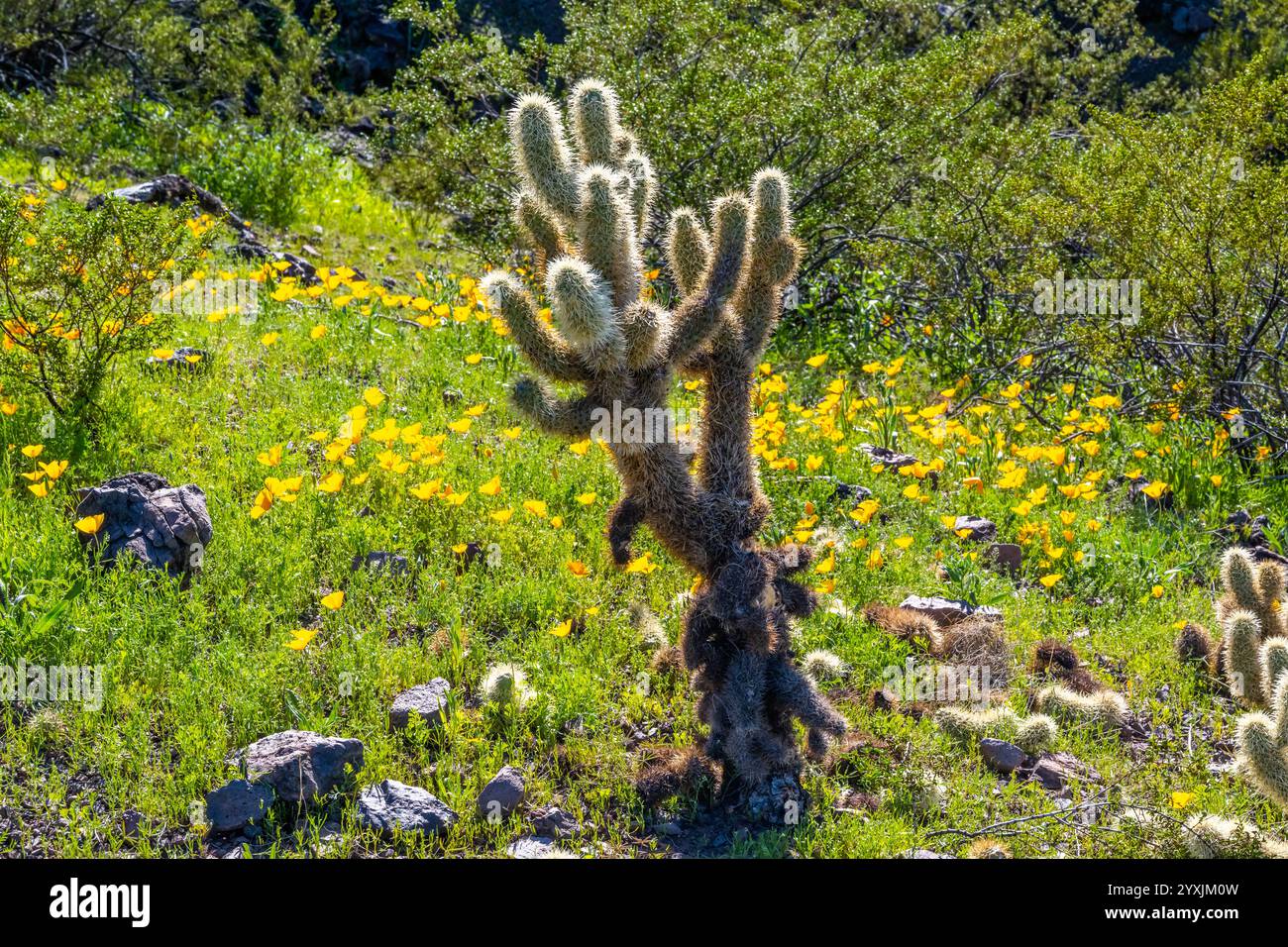 Picacho peak wilderness hi-res stock photography and images - Alamy