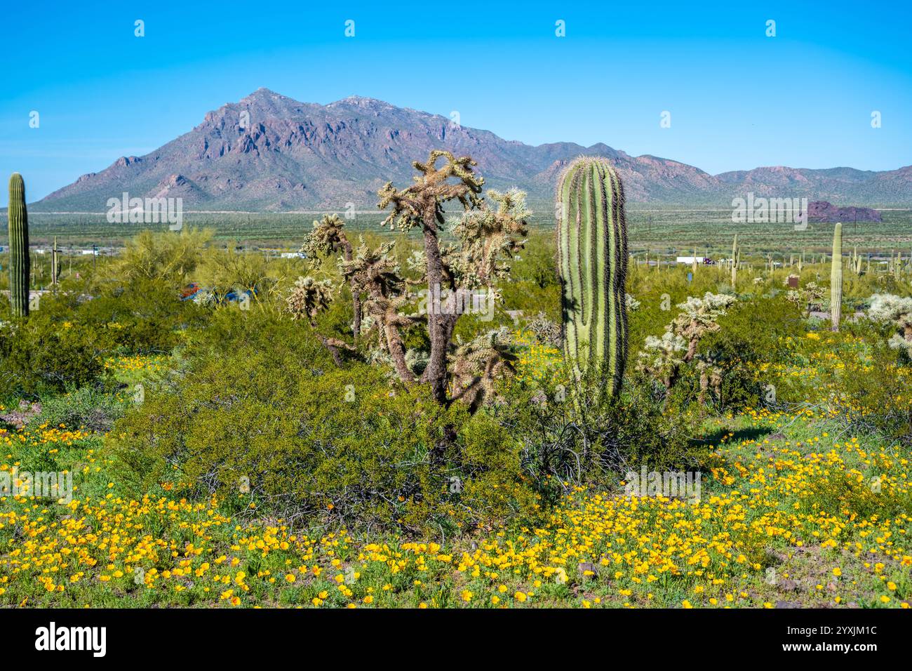 Picacho sp hi-res stock photography and images - Alamy
