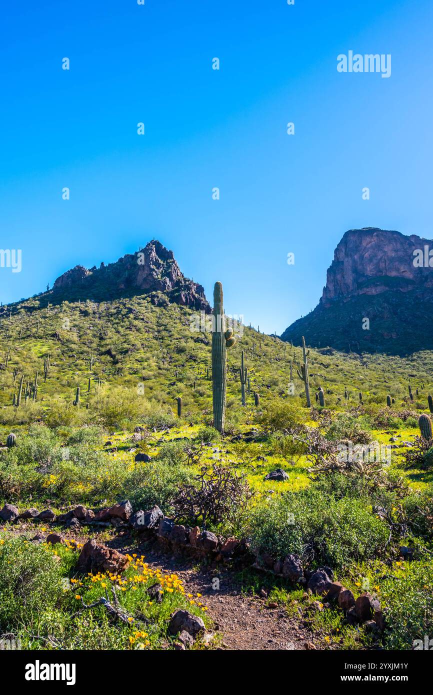 Picacho sp hi-res stock photography and images - Alamy