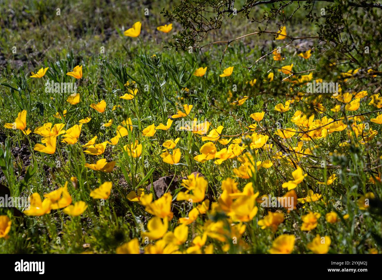 Picacho park flowers hi-res stock photography and images - Alamy