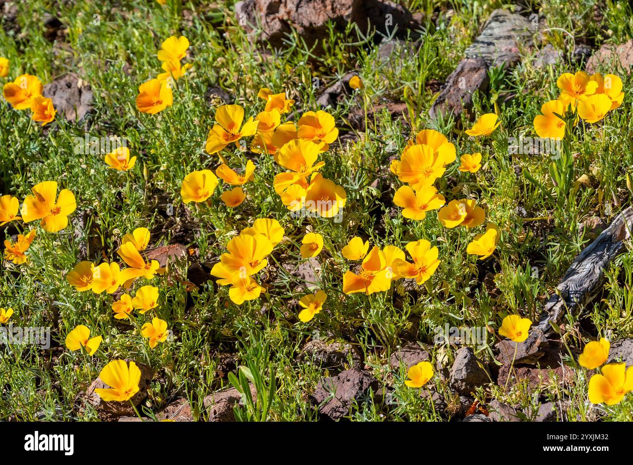 A California Poppy in Picacho Peak SP, Arizona Stock Photo - Alamy