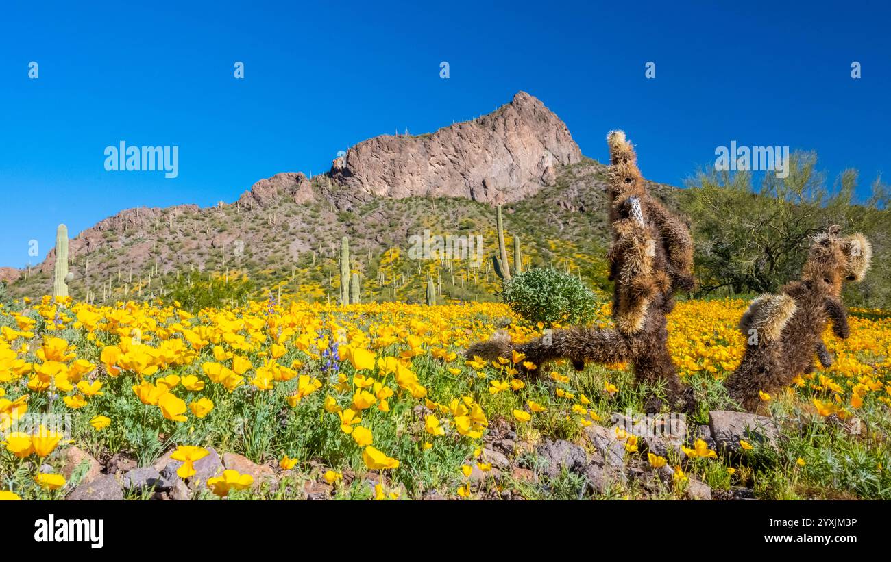 Picacho park flowers hi-res stock photography and images - Alamy