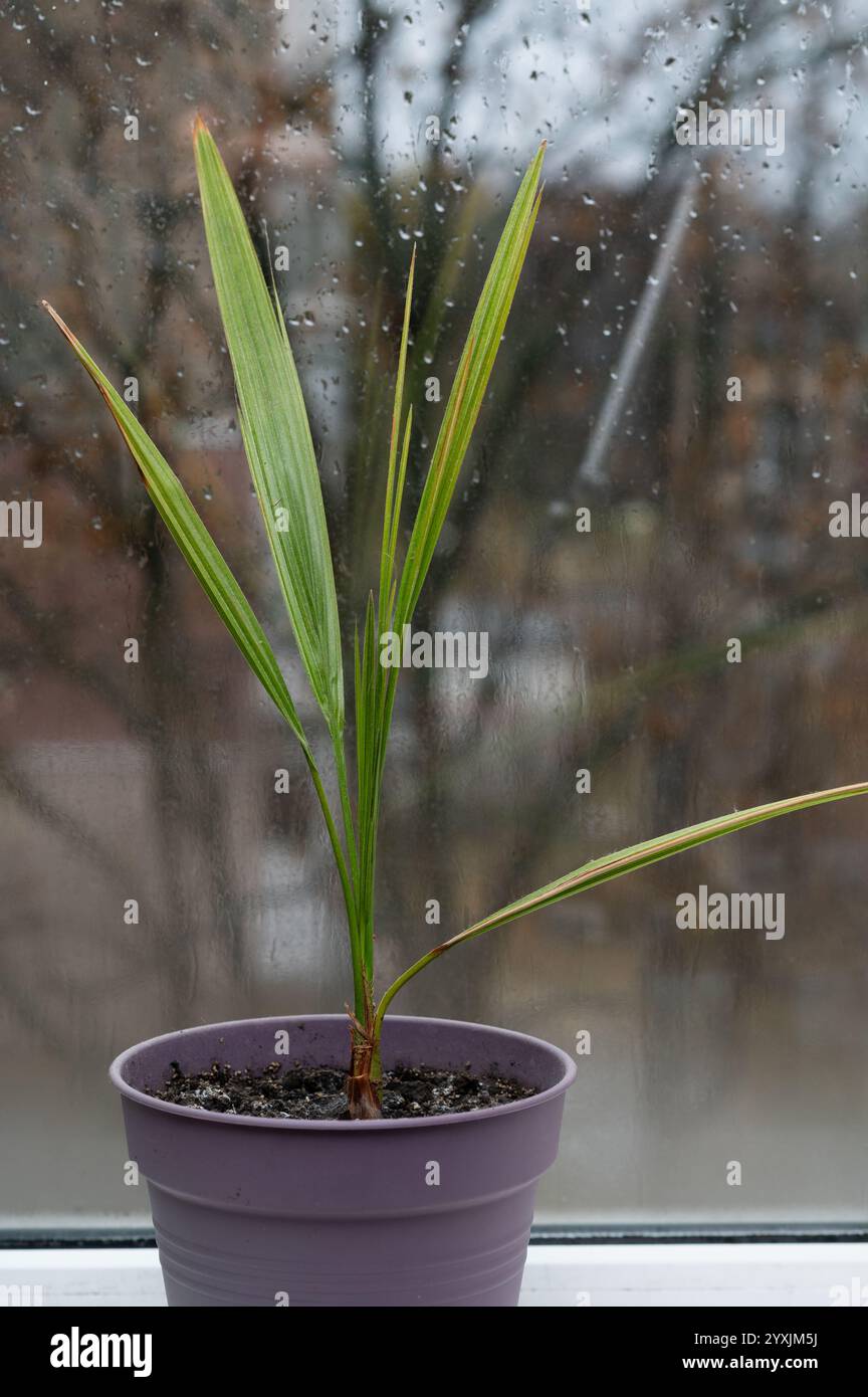 a date palm in a pot on the window. indoor plant Stock Photo - Alamy