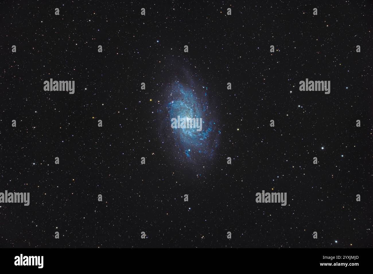 The Local Group spiral galaxy, Messier 33 in Triangulum Stock Photo - Alamy