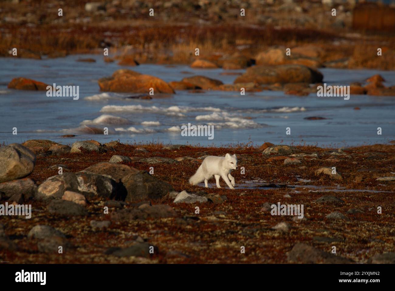Arctic fox walking and sniffing on a colourful red tundra during moult ...