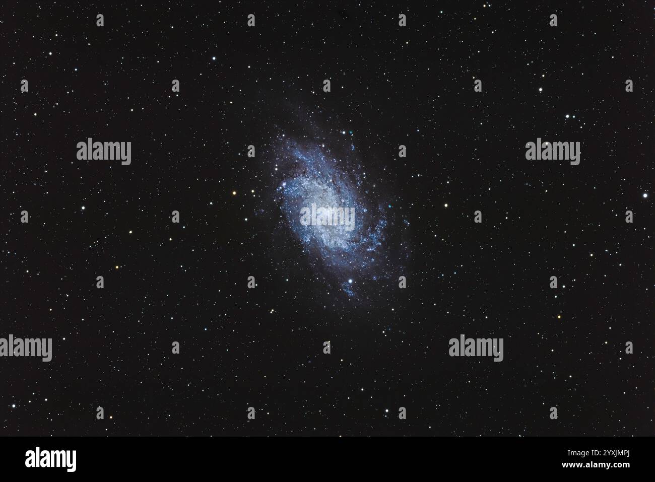 The Local Group spiral galaxy Messier 33 in Triangulum Stock Photo - Alamy