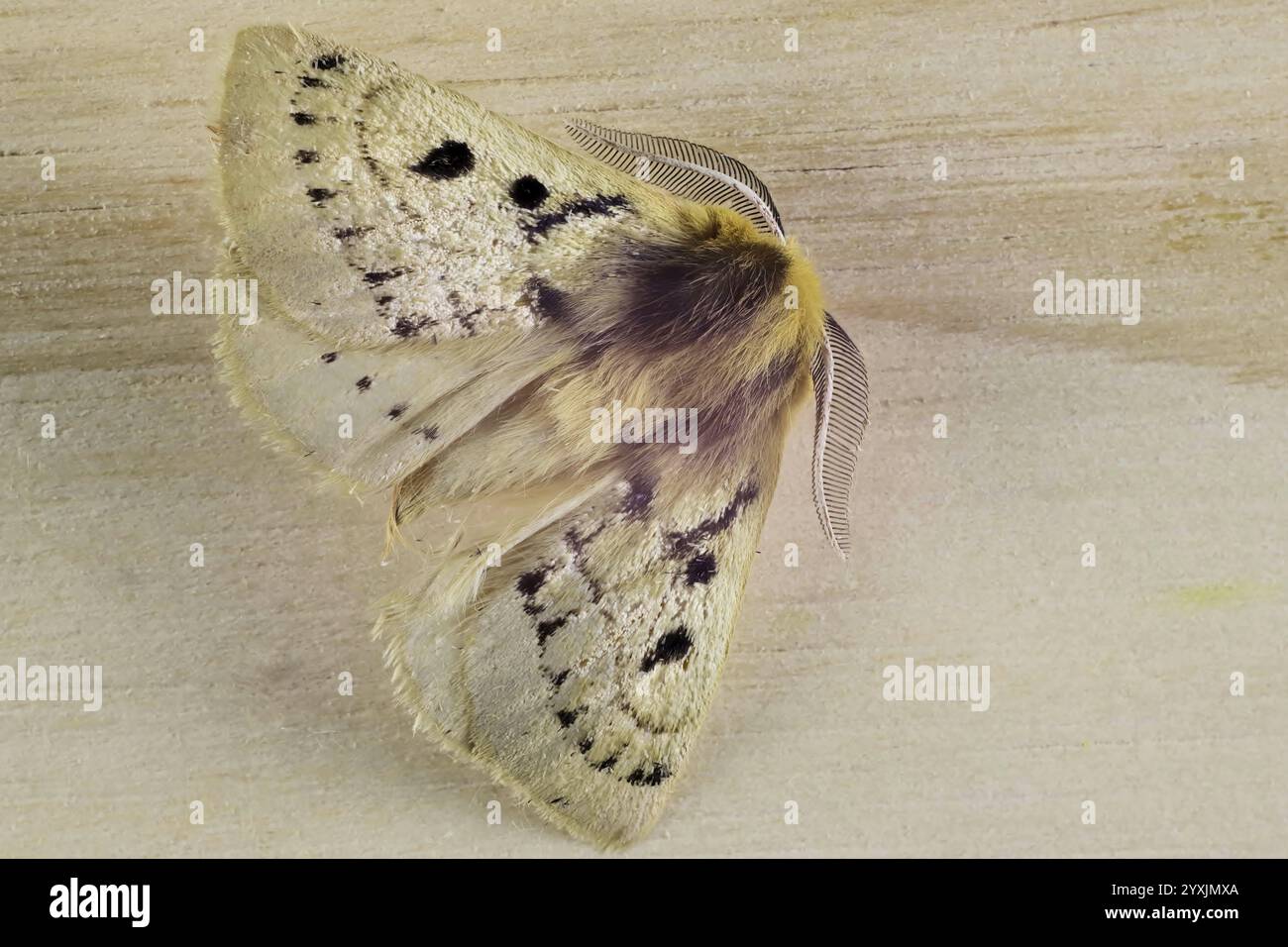 Australian moth hi-res stock photography and images - Alamy
