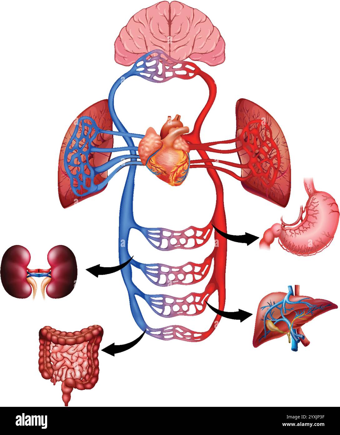 Illustration of heart, brain, and major organs Stock Vector Image & Art ...