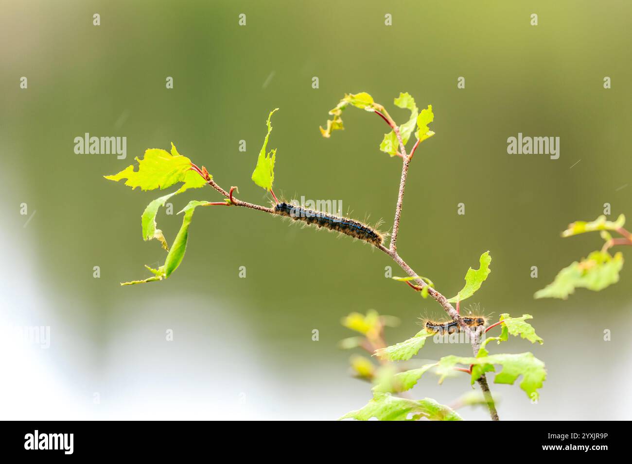 Caterpillar crawling on green leaf hi-res stock photography and images ...