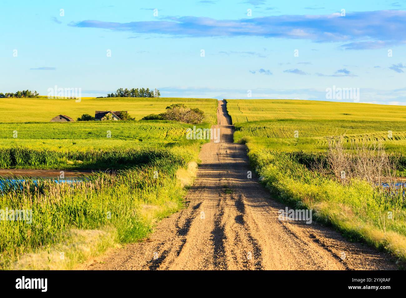 A dirt road winds through a field of tall grass. The road is empty and ...
