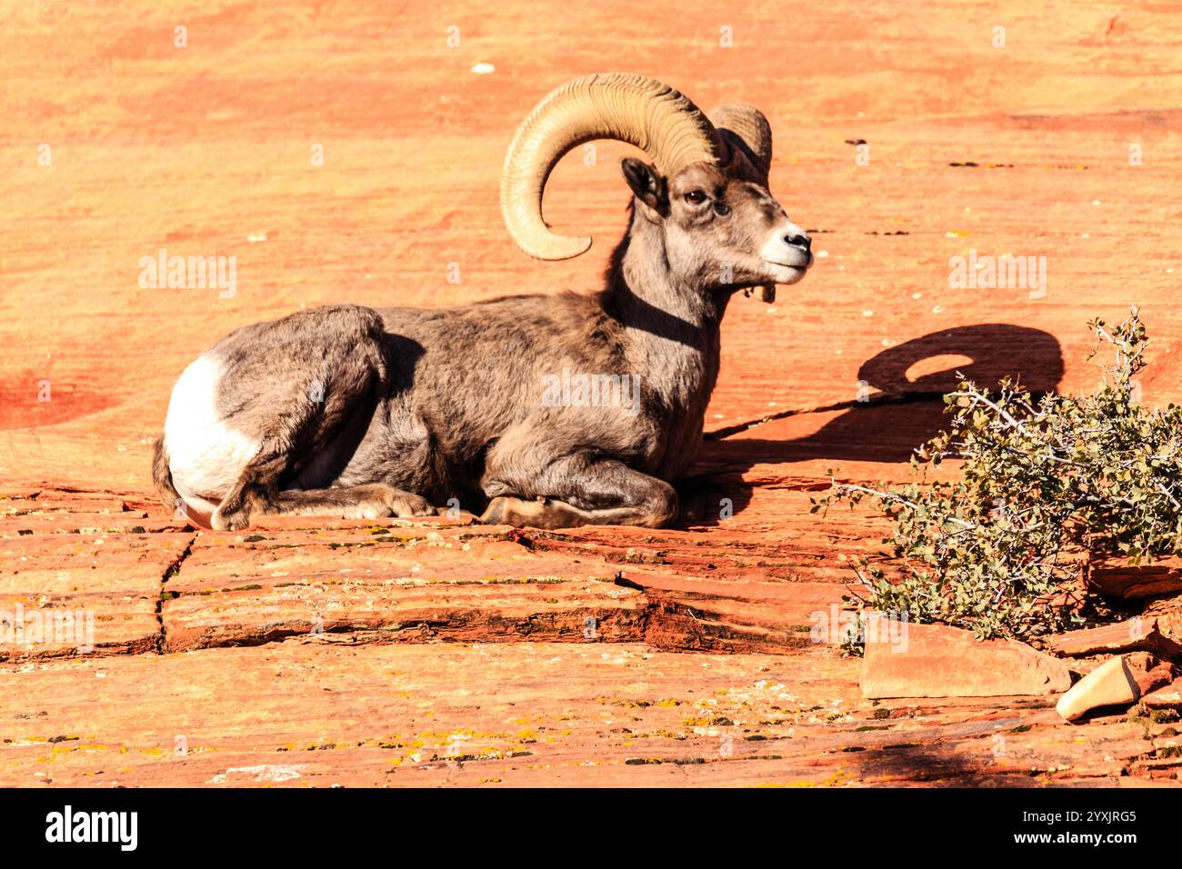 A ram with horns is laying down on a rocky surface. The ram is looking ...