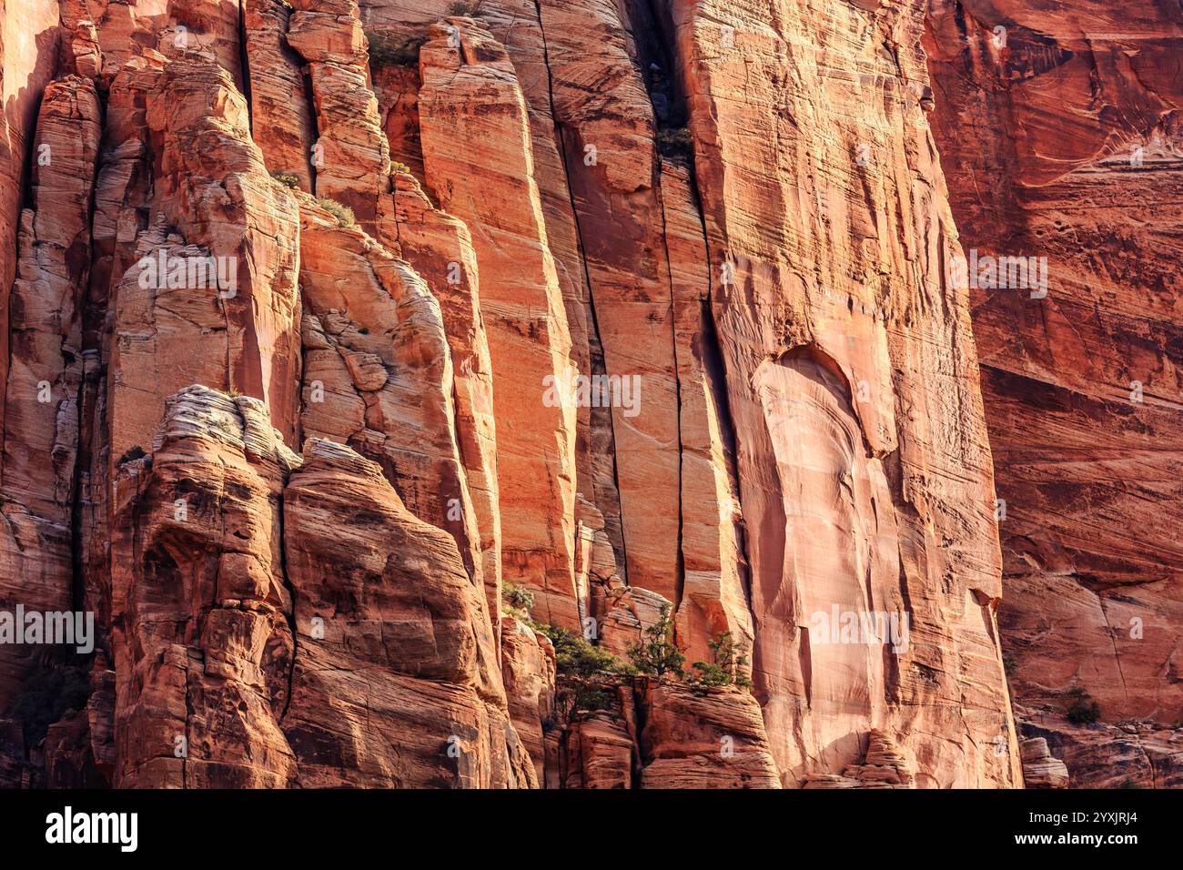 A rocky cliff with a tree growing out of it. The tree is small and ...