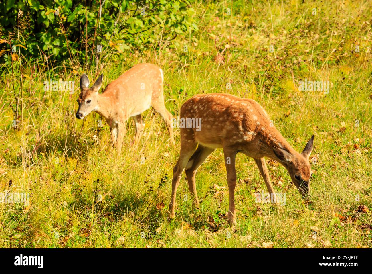 Two deer are standing in a grassy field, eating grass. The scene is ...