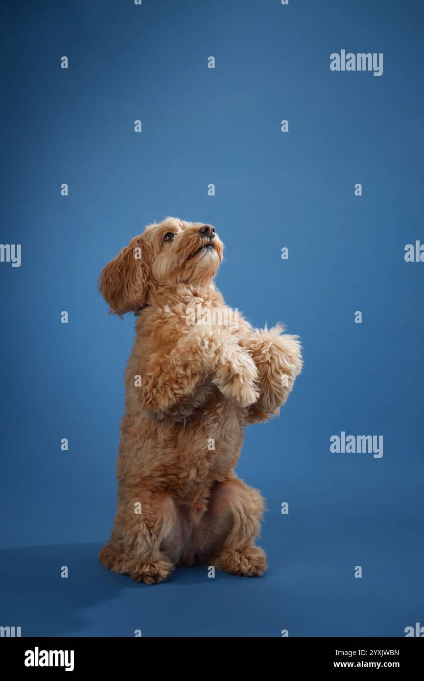 A Labradoodle sits upright on its hind legs, with a curious expression ...