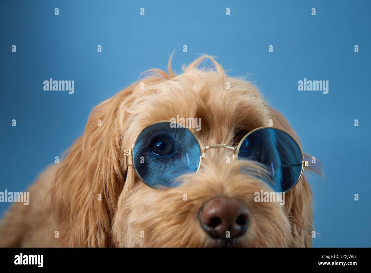 A Labradoodle with curly fur wears blue sunglasses, posing against a ...