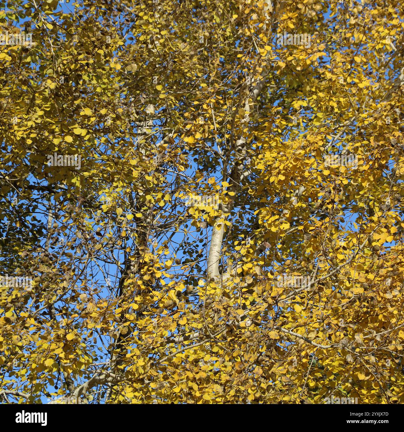 Golden aspen leaves, autumn in Sweden Stock Photo - Alamy